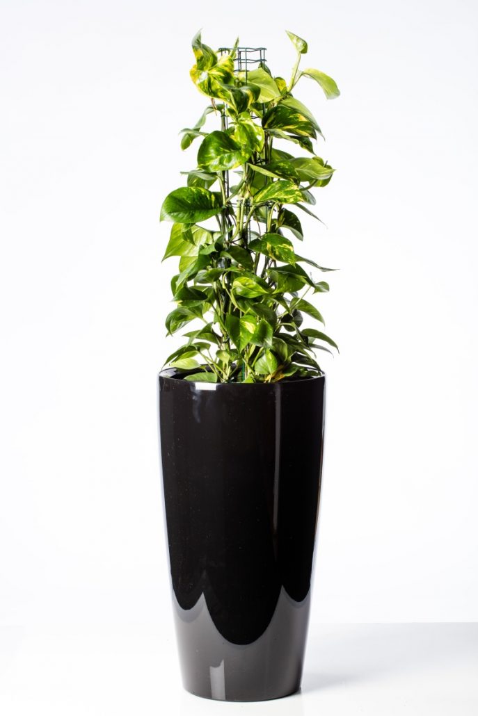 Epipremnum Aureum - AB Svensk Växtmiljö i Borås